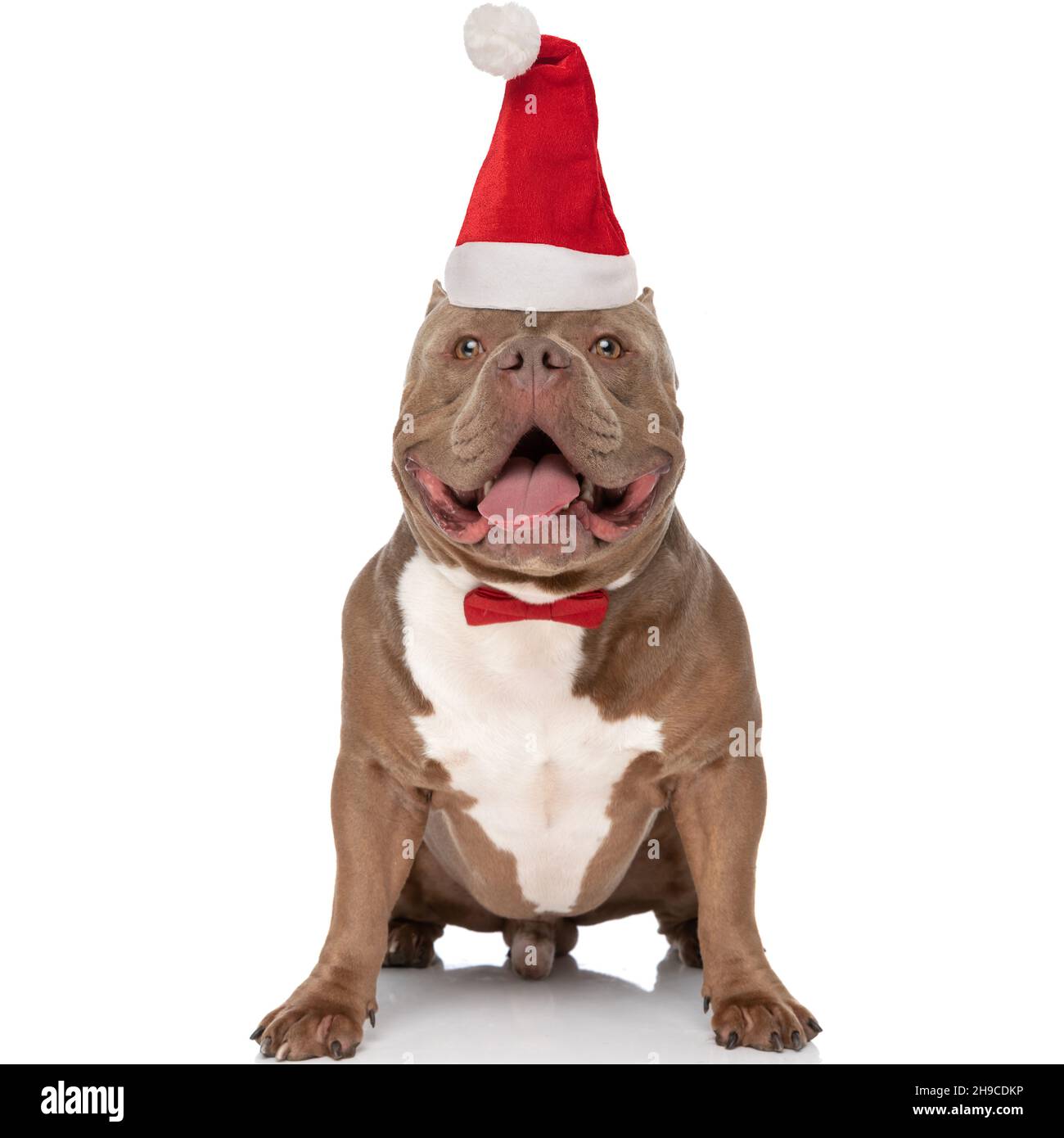 happy american bully with christmas hat and bowtie panting, looking up ...