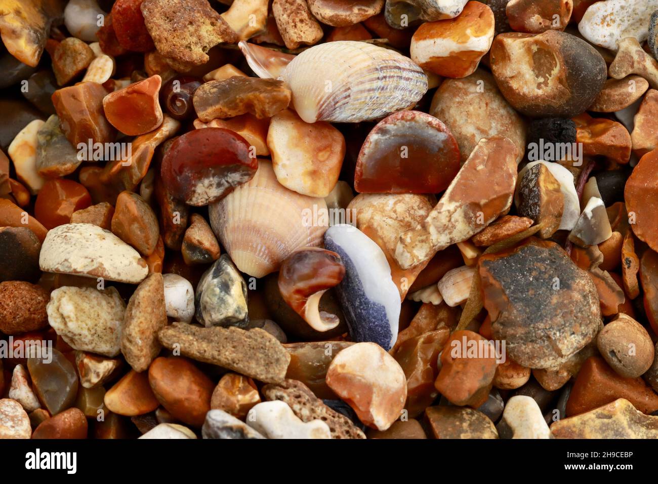 Sea shells pebble beach hi-res stock photography and images - Alamy