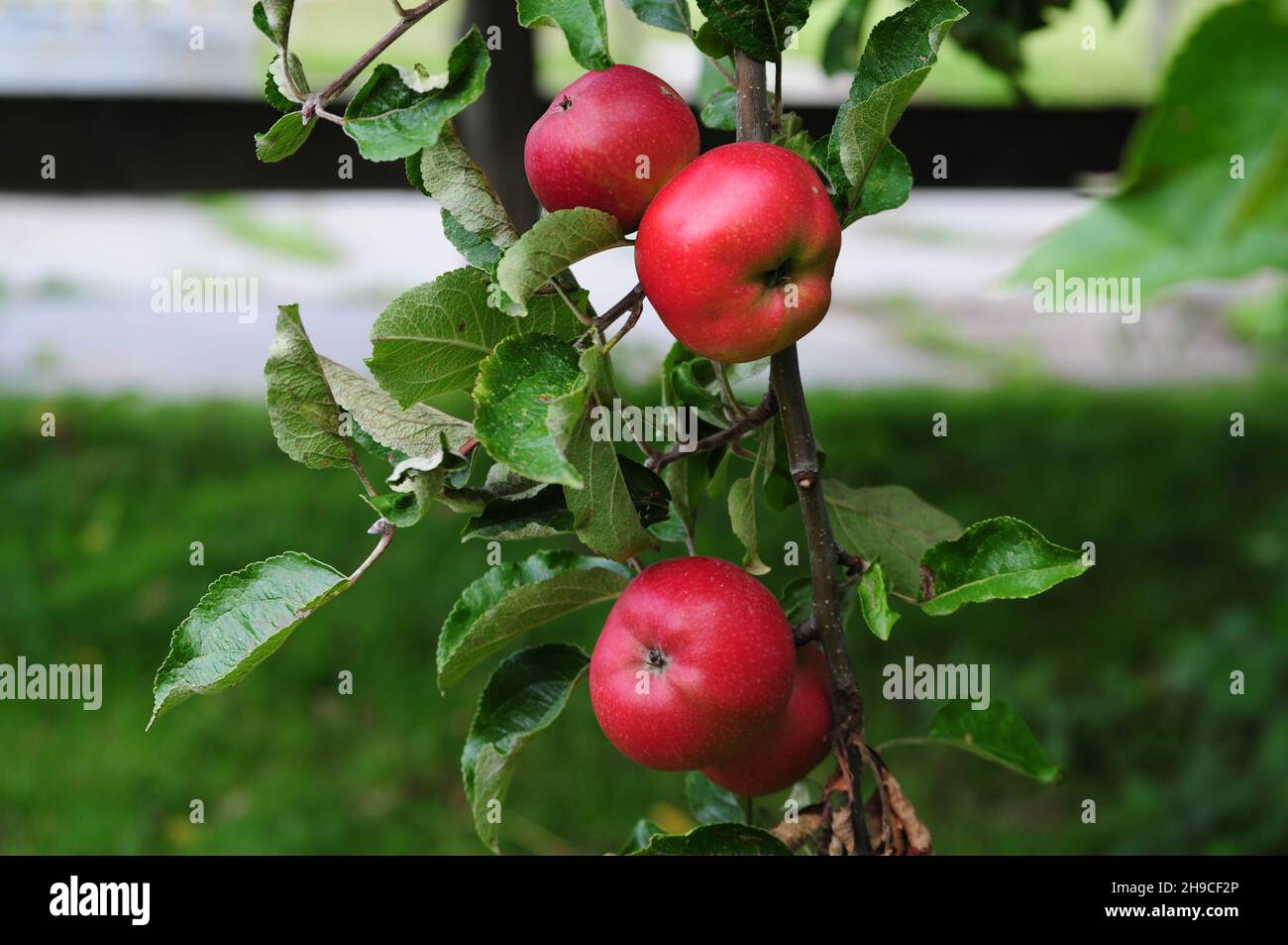 Organic elstar apple from the orchard meadow in Germany - real, organic ...