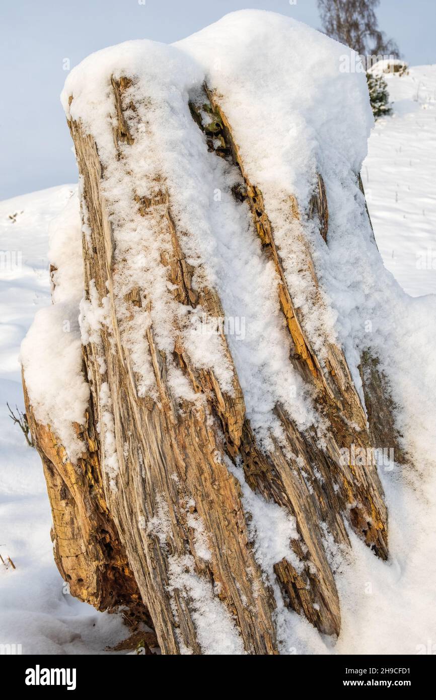 Windswept old tree stump with snow Stock Photo - Alamy
