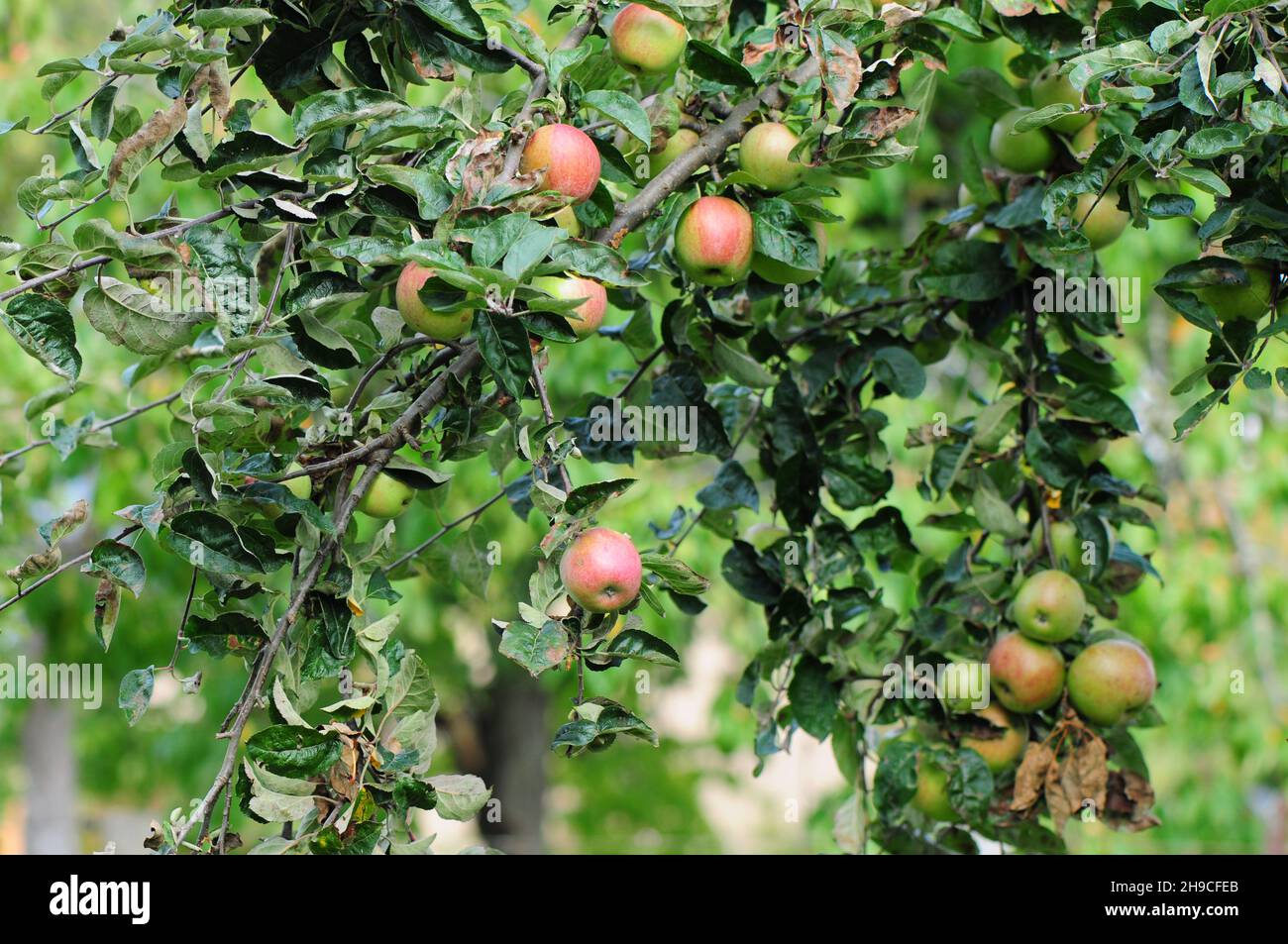 Organic elstar apple from the orchard meadow in Germany - real, organic ...
