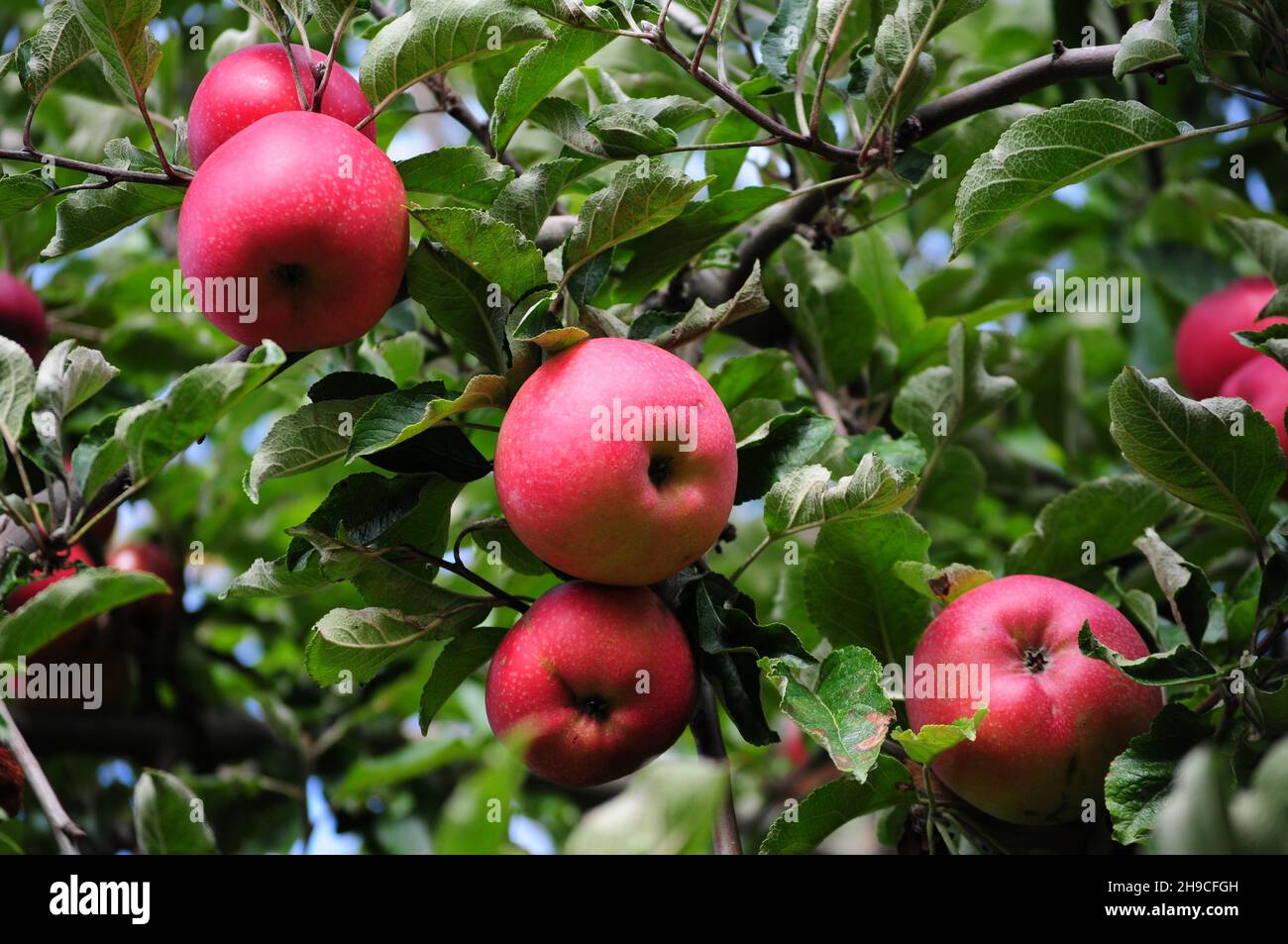 Organic elstar apple from the orchard meadow in Germany - real, organic ...