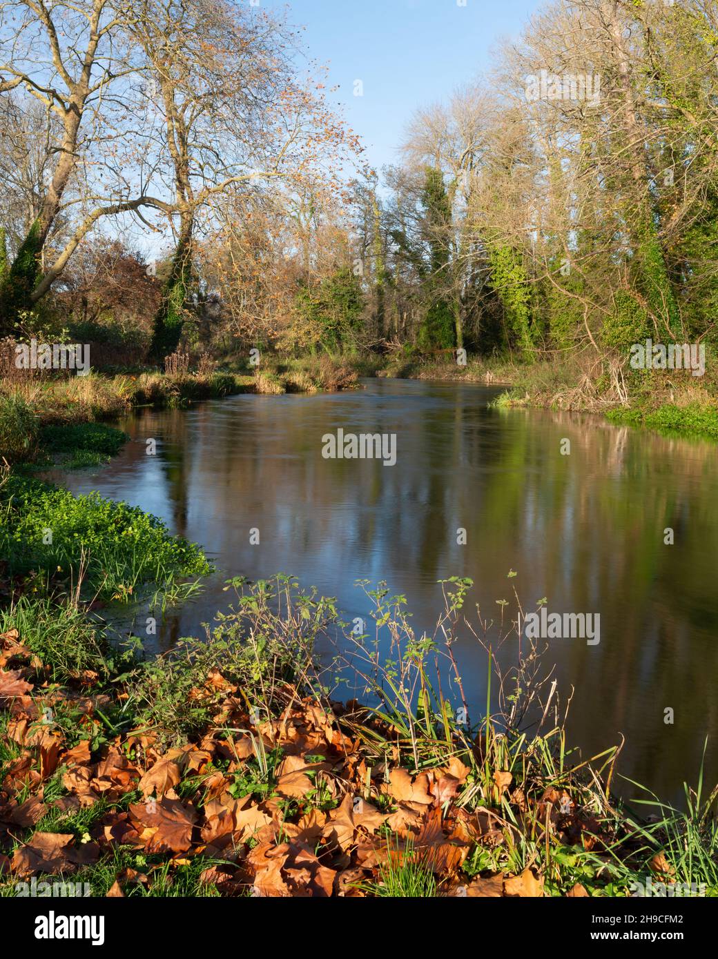 River Test riverbank in autumn Stock Photo - Alamy