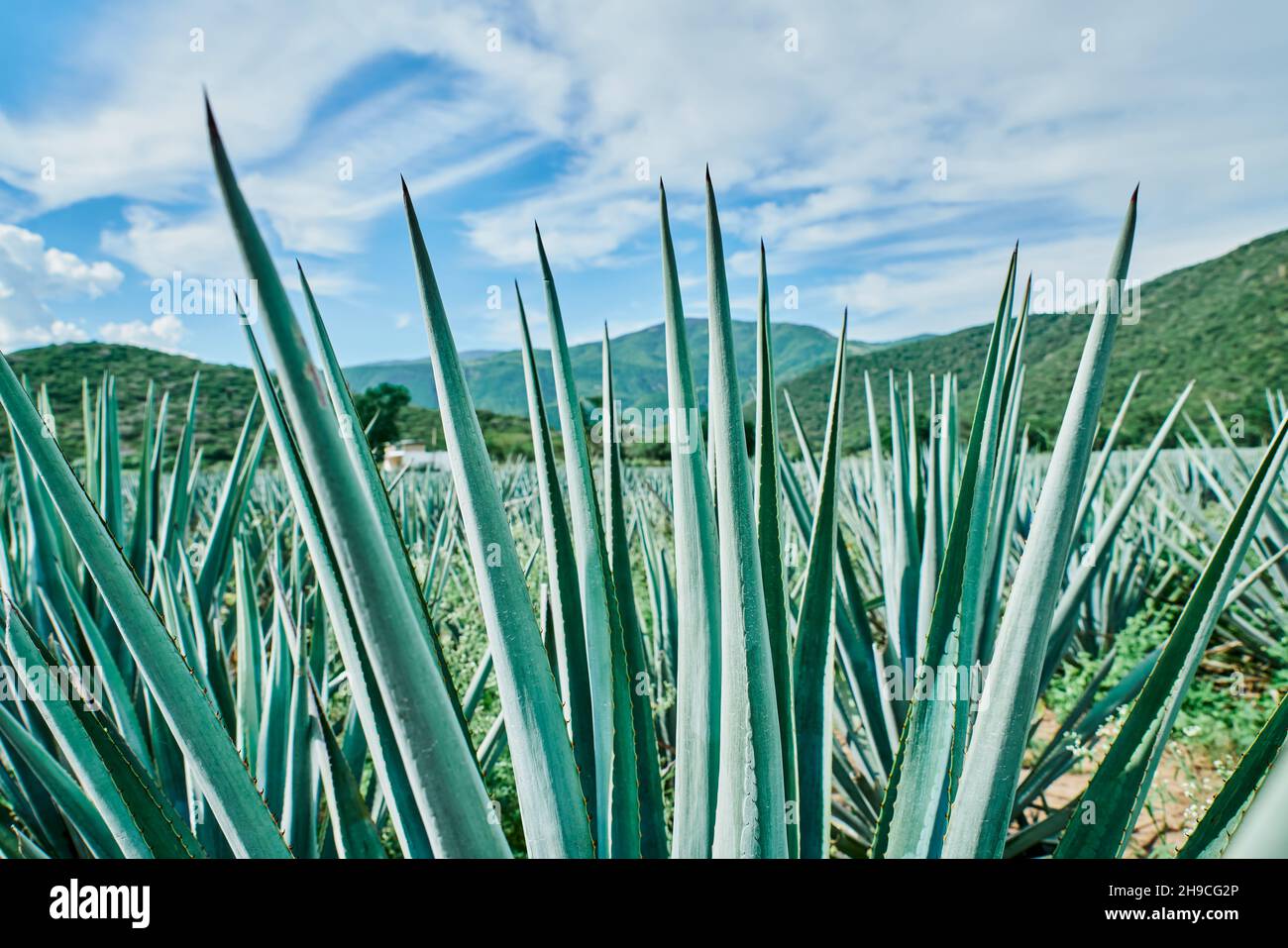 Blue agave plantation in the field to make tequila tequila Stock Photo ...