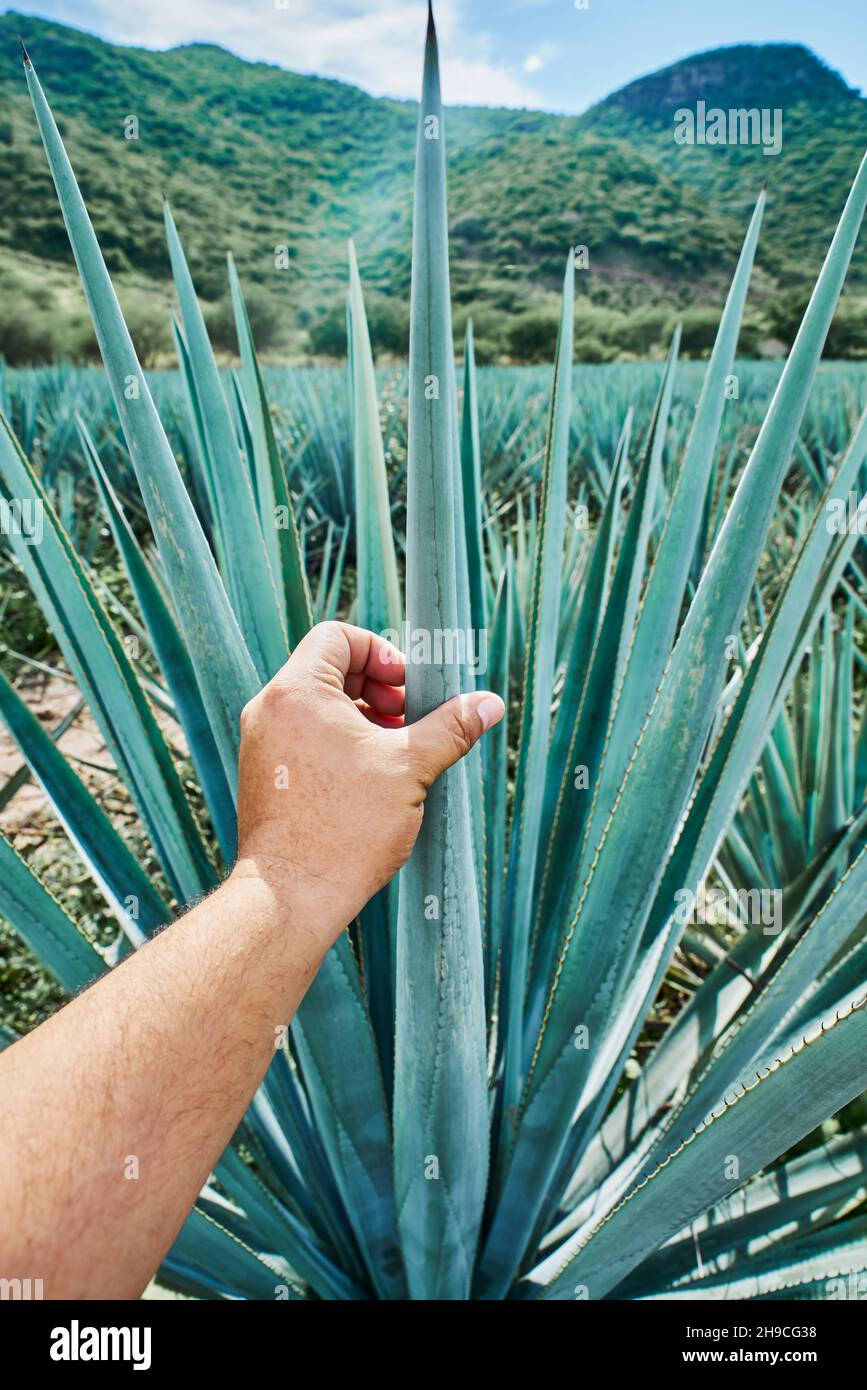 Blue agave plantation in the field to make tequila tequila Stock Photo ...