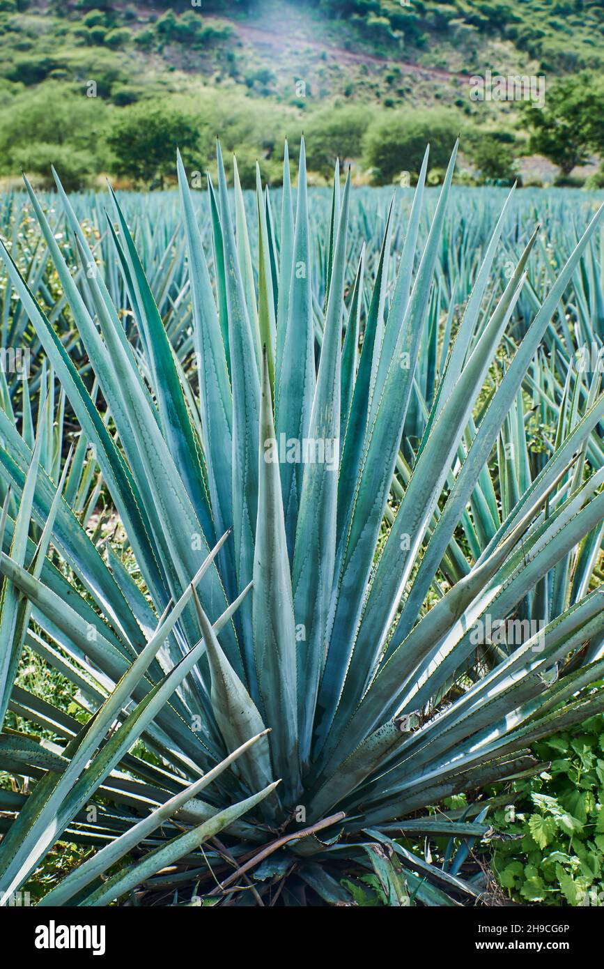 Blue agave plantation in the field to make tequila tequila Stock Photo ...