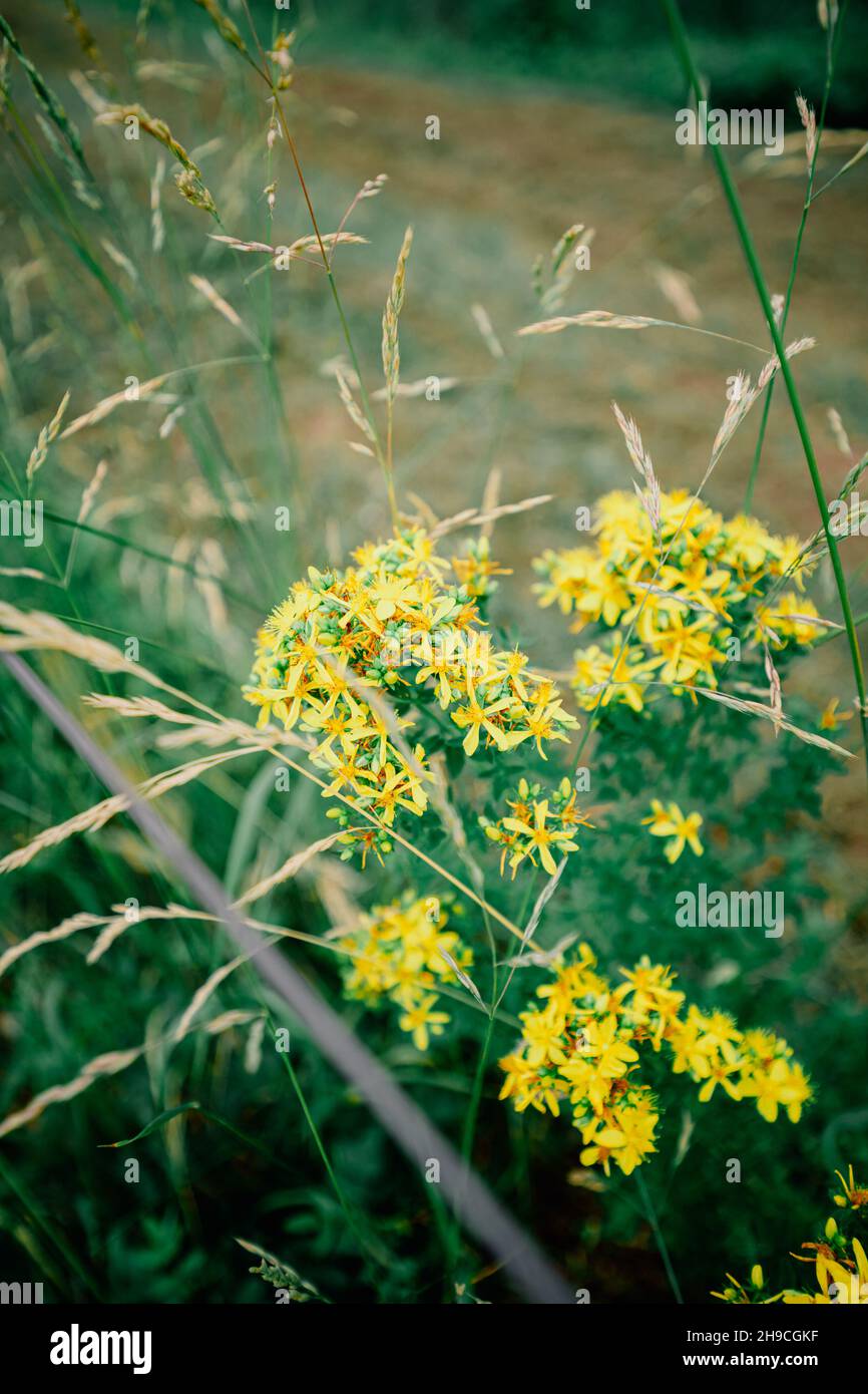 Senecio madagascariensis hi-res stock photography and images - Alamy