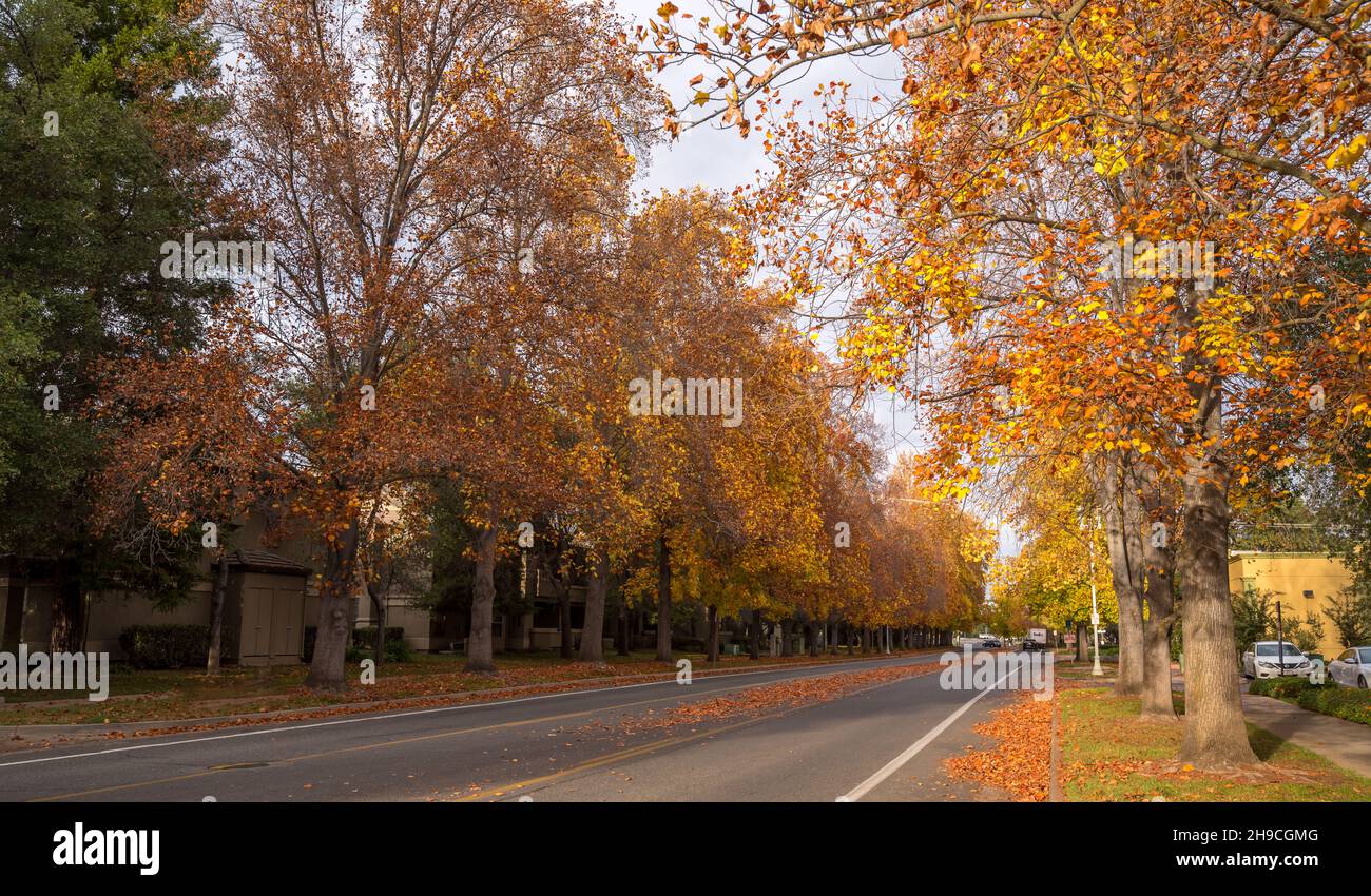 Street asphalt trees hi-res stock photography and images - Alamy
