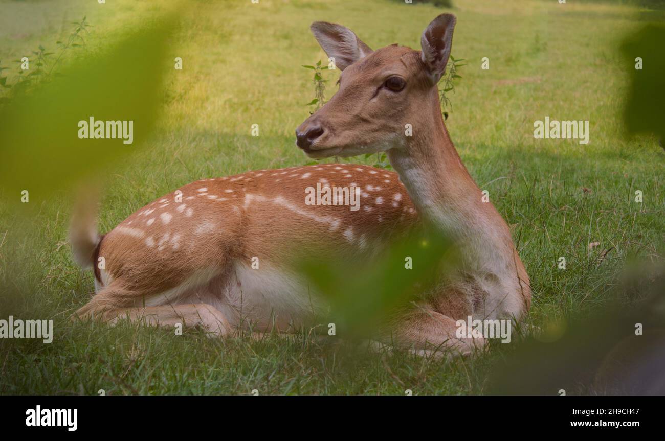 Deer lying in a meadow Stock Photo - Alamy