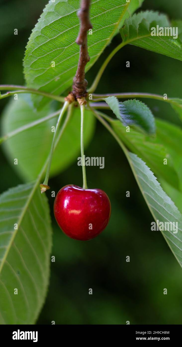 outdoor green red cherry tree Stock Photo - Alamy