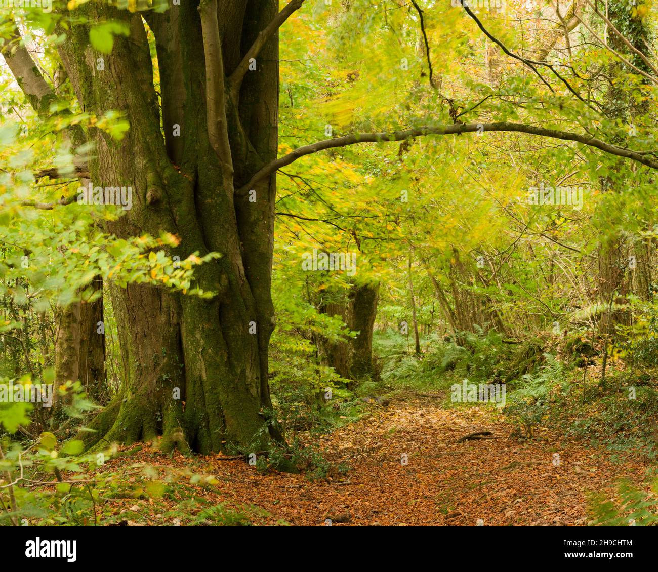 Wilfs hi-res stock photography and images - Alamy