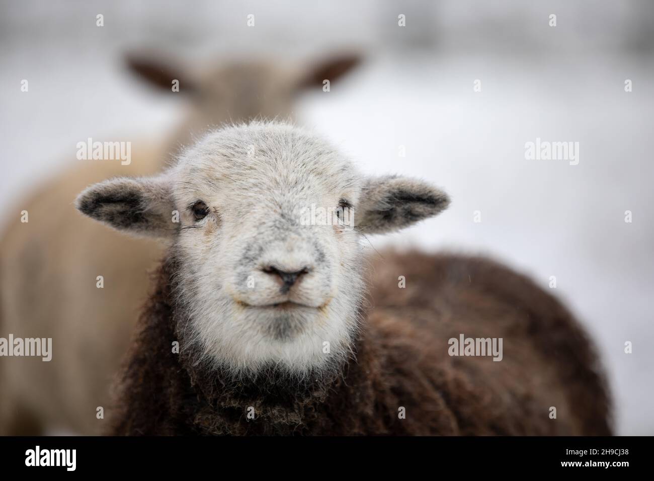 A Herdwick Tup standing in a snow covered field, UK Stock Photo - Alamy