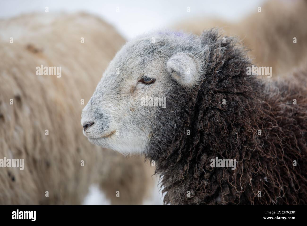 Handsome sheep hi-res stock photography and images - Alamy