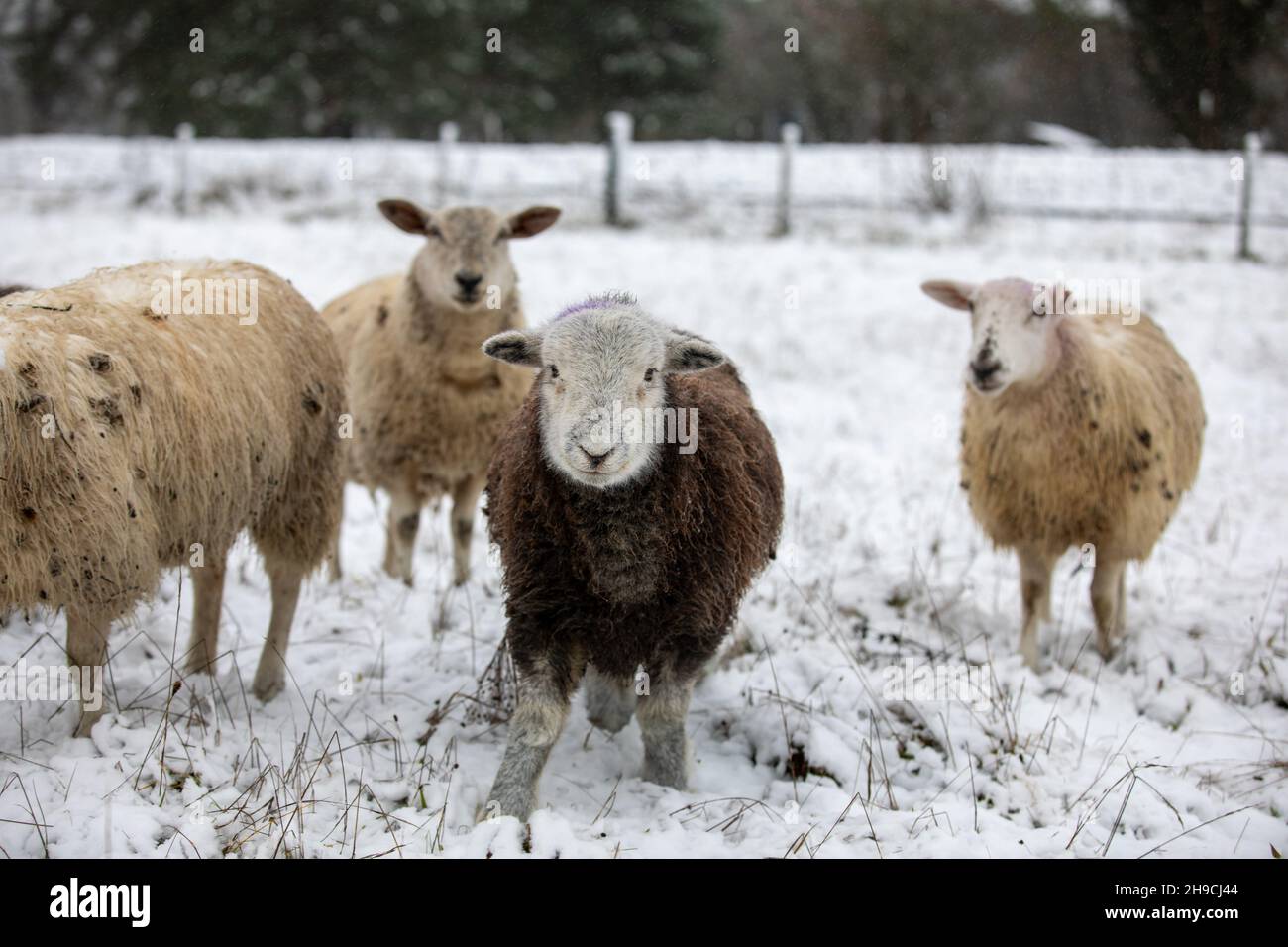 A Herdwick Tup standing in a snow covered field, UK Stock Photo - Alamy