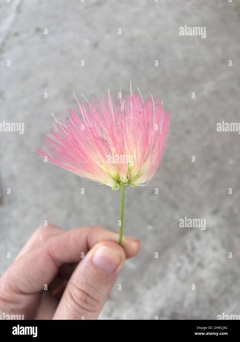 pink flower of the Acacia tree of Constantinople Stock Photo - Alamy