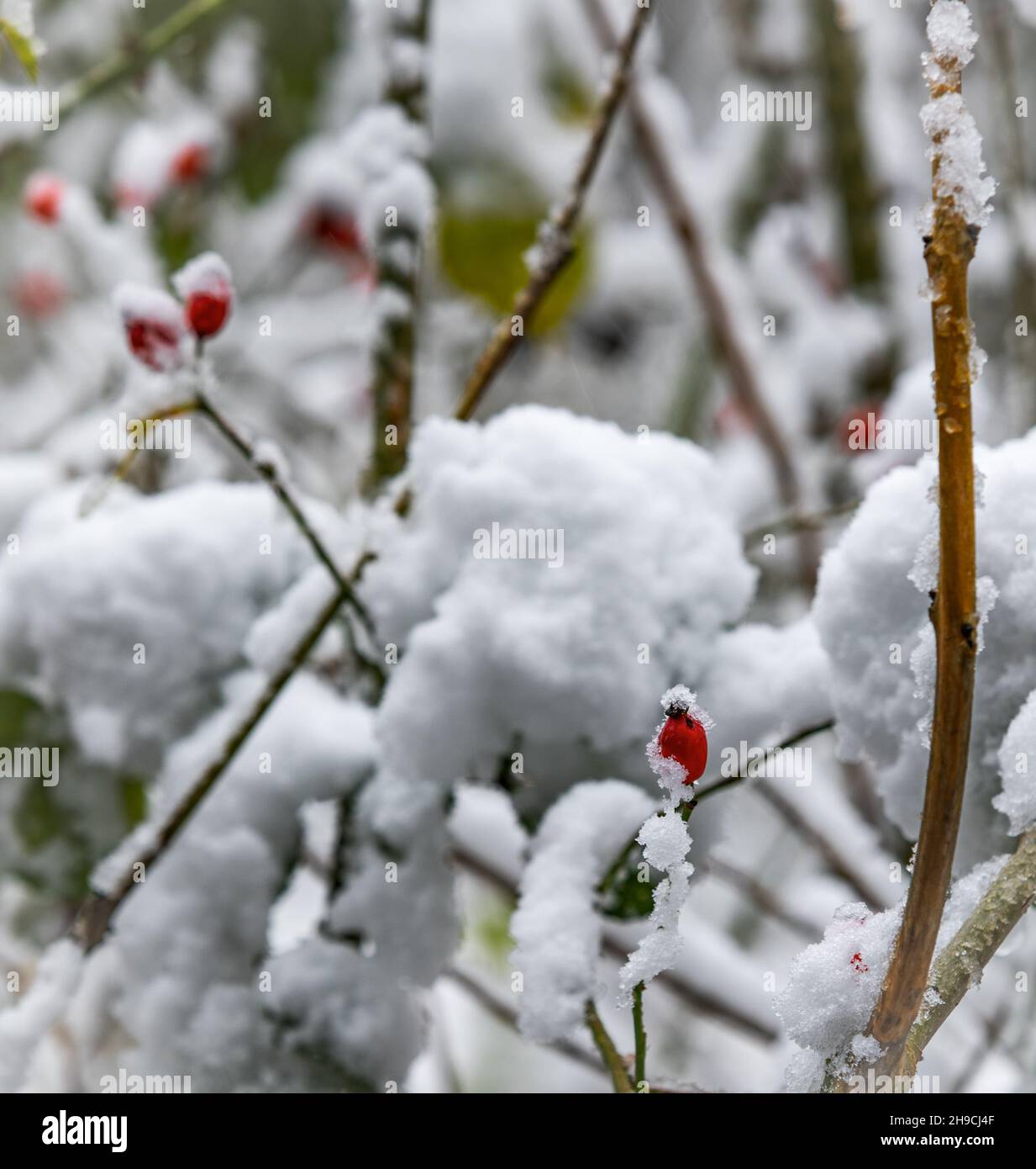Rose Hip berries covered in snow, in a countryside hedgerow. UK Stock ...