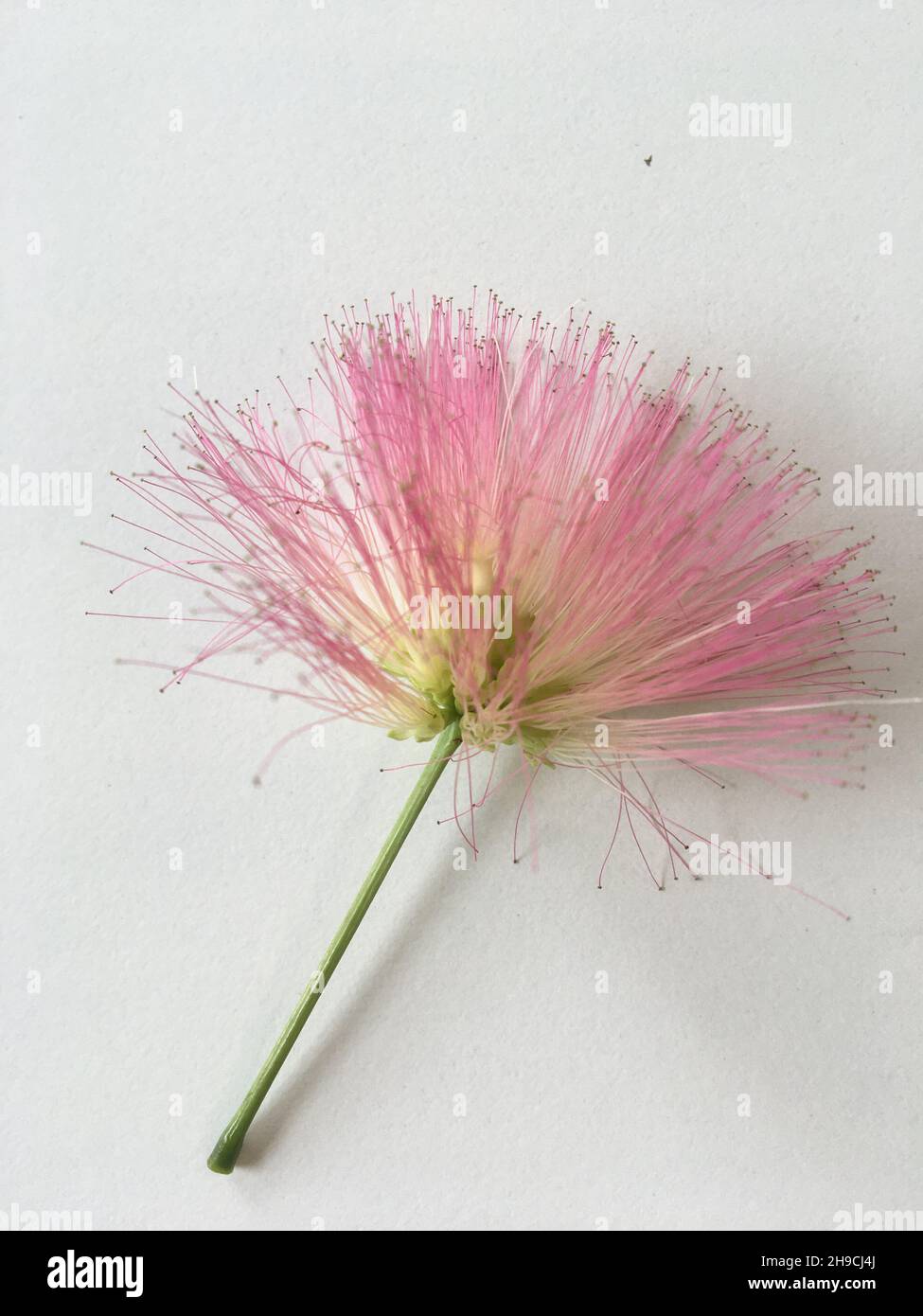 pink flower of the Acacia tree of Constantinople Stock Photo - Alamy