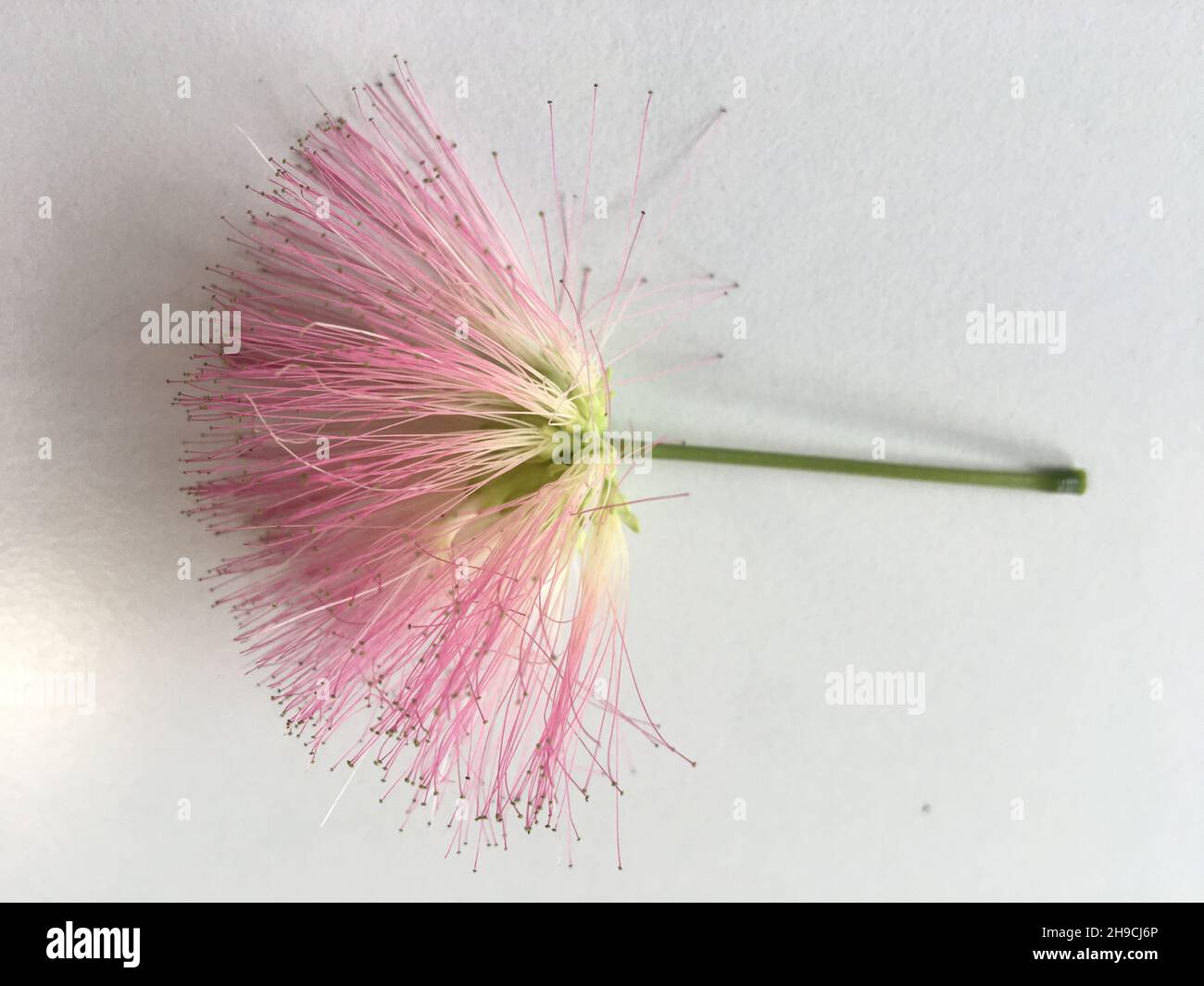 pink flower of the Acacia tree of Constantinople Stock Photo - Alamy