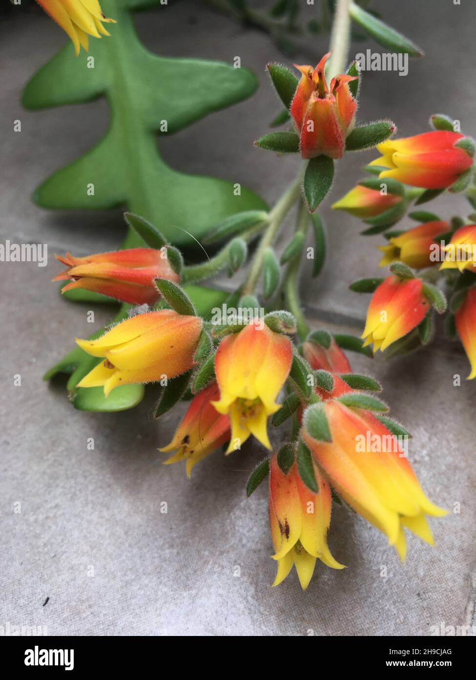 Echeveria setosa plant hi-res stock photography and images - Alamy