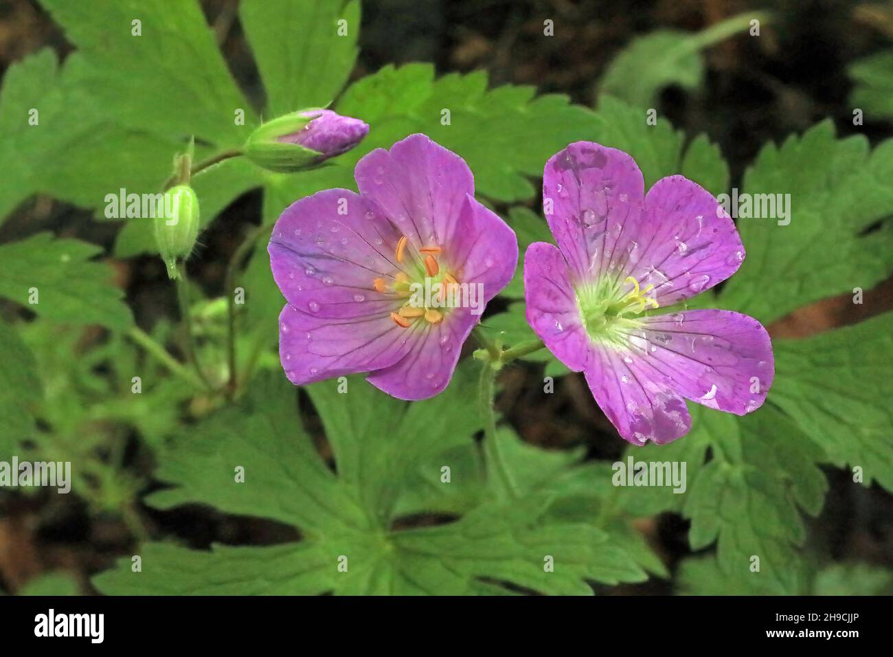 Geranium maculatum flowers hi-res stock photography and images - Alamy