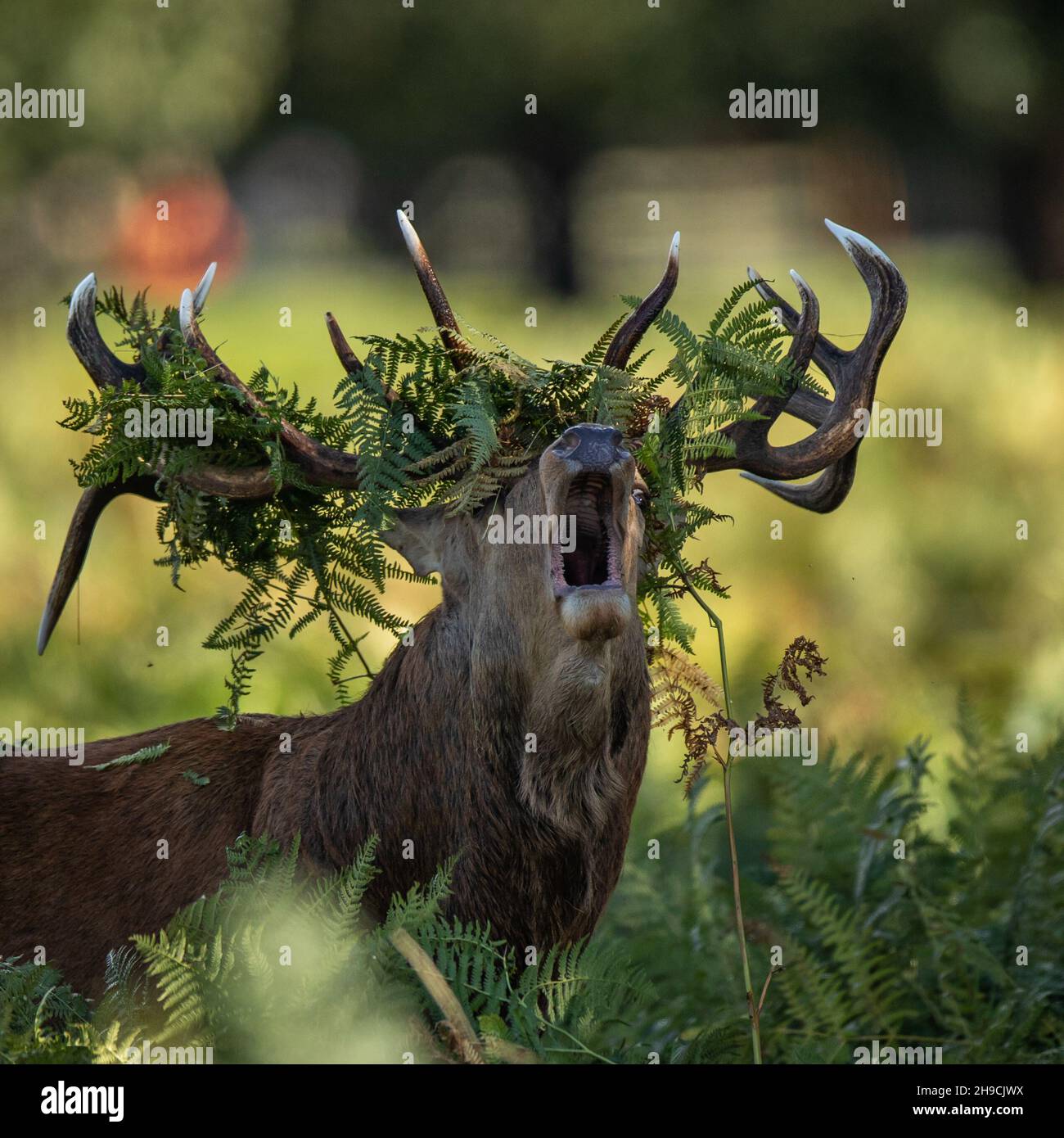 Red deer stag rutting with bracken on its antlers Stock Photo - Alamy