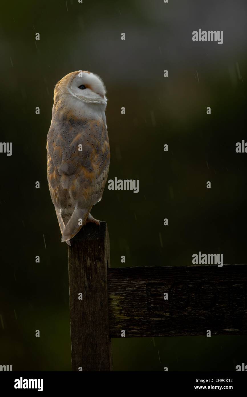 High resolution owl hi-res stock photography and images - Alamy