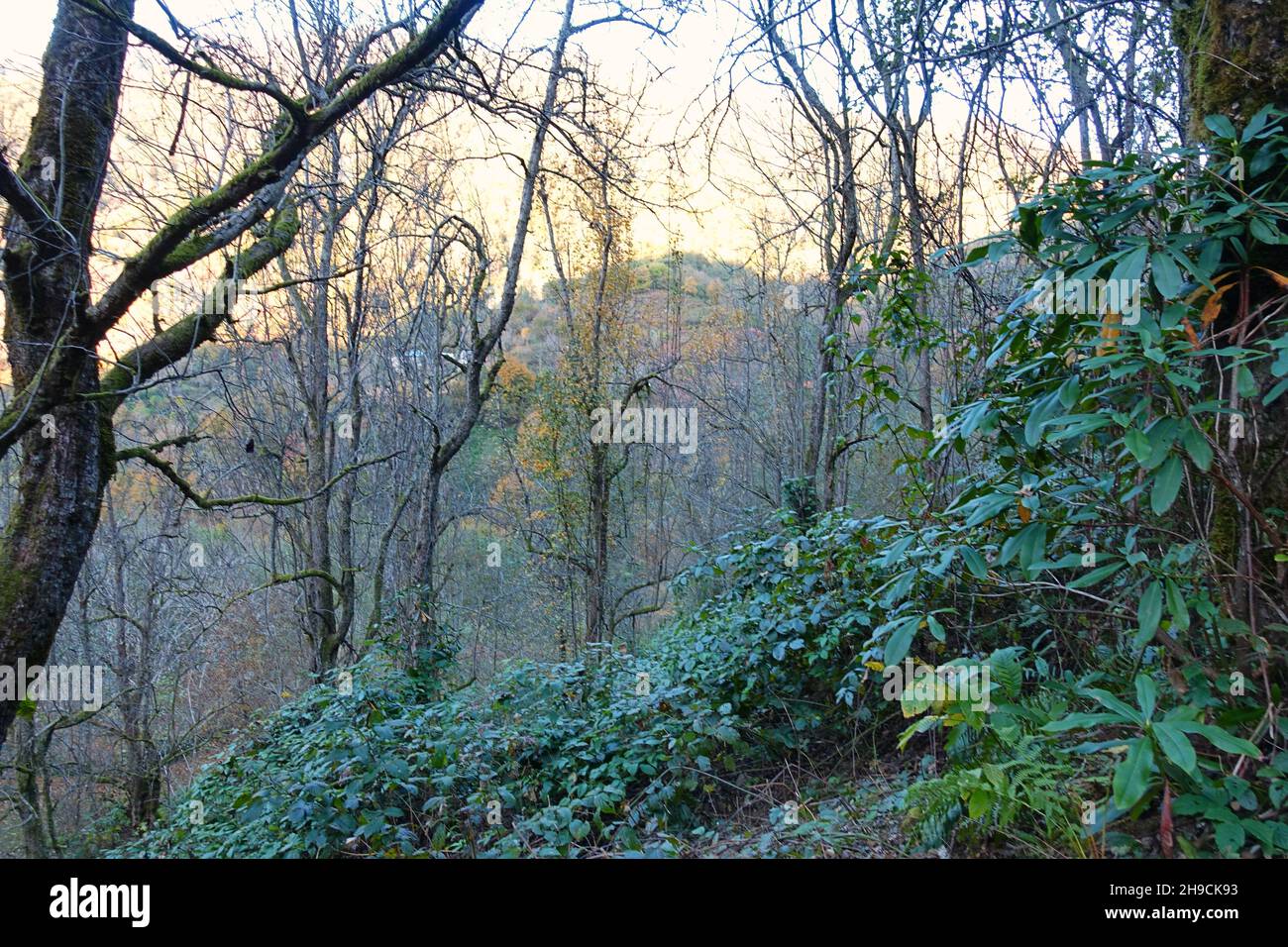 Winterforest in Georgia Stock Photo - Alamy