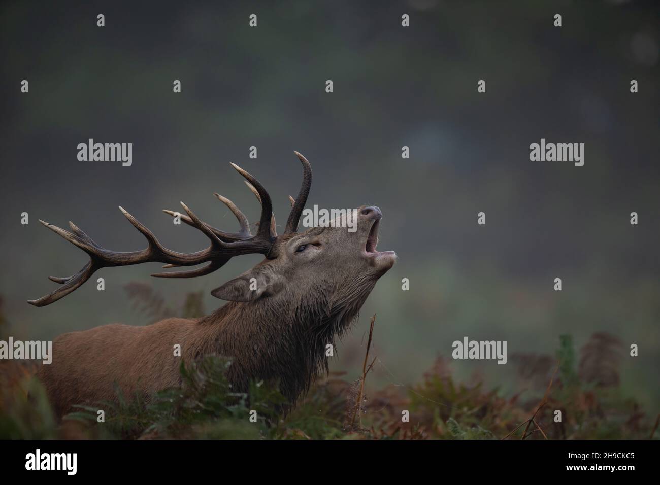 Red deer stag rutting, UK Stock Photo - Alamy