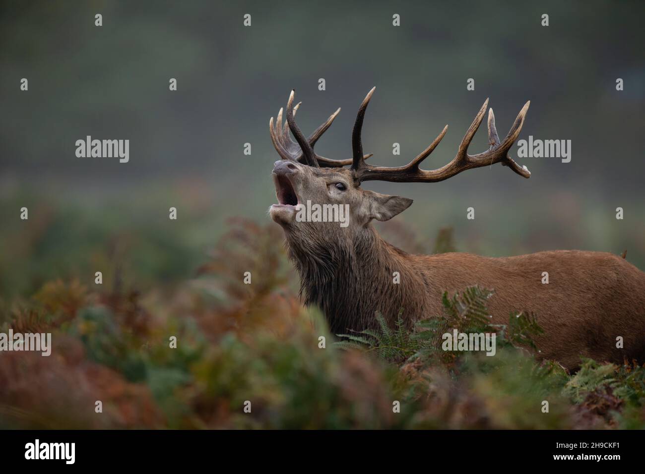 Red deer stag rutting, UK Stock Photo - Alamy