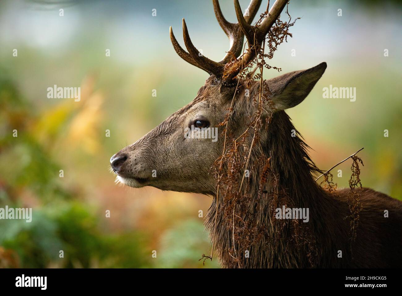Red deer stag watching the rutting ground Stock Photo - Alamy