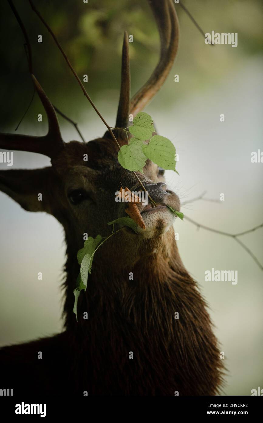 Eating by colour hi-res stock photography and images - Alamy