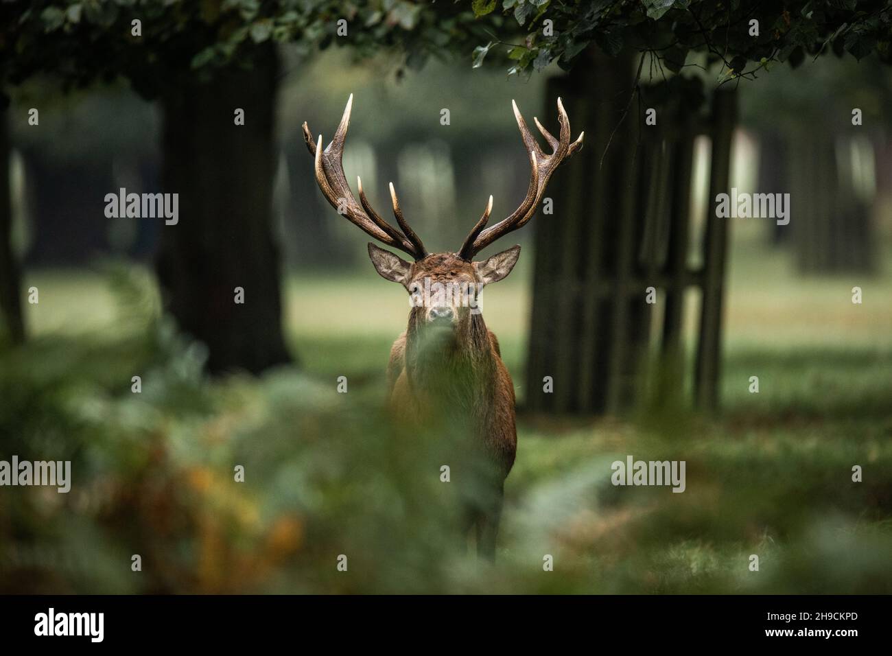 Red deer stag watching the rutting ground Stock Photo - Alamy