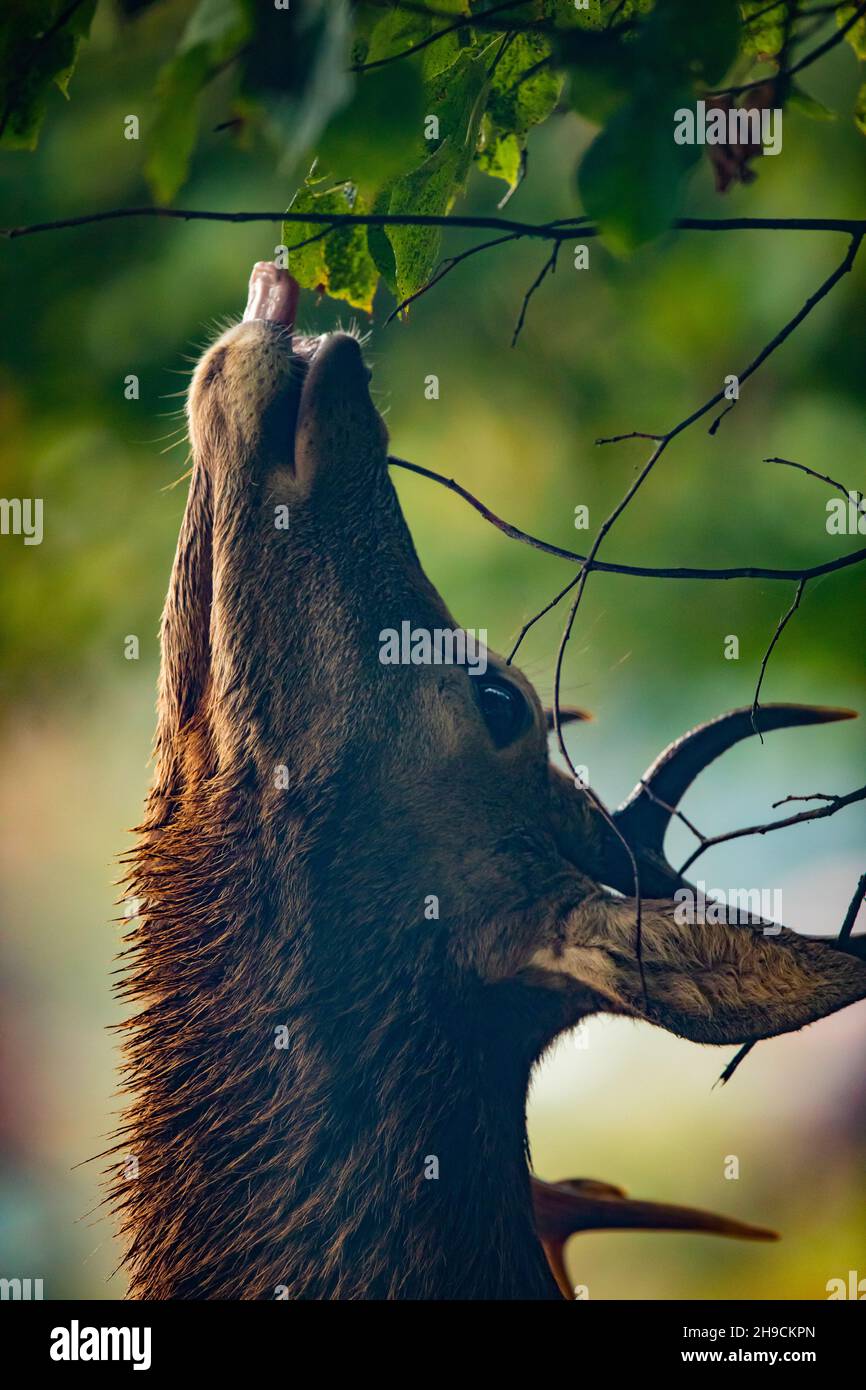 Fur of a red stag hi-res stock photography and images - Alamy