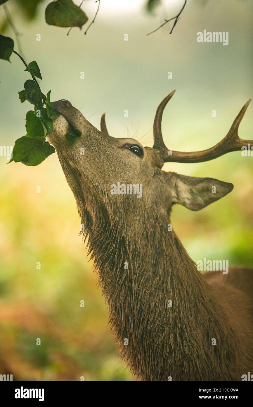 Red deer browsing trees hi-res stock photography and images - Alamy