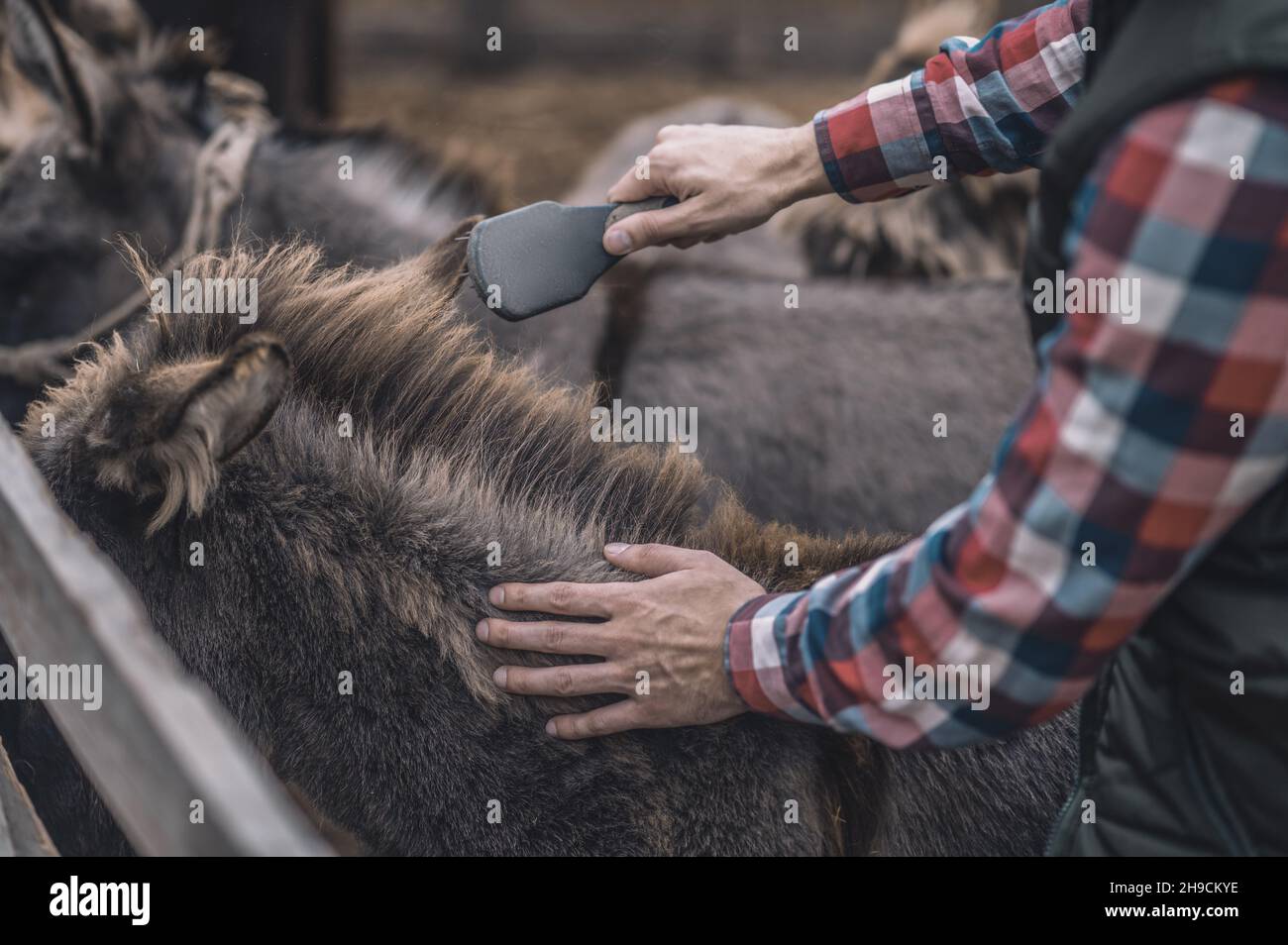 Farmer brushing animals on a farm Stock Photo - Alamy