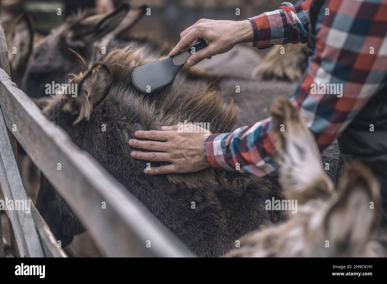 Cleaning the environment animals hi-res stock photography and images ...