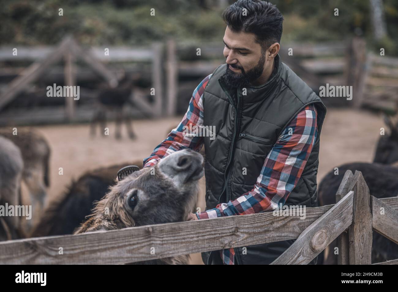 Farmer and his flock on a cattle-farm Stock Photo - Alamy