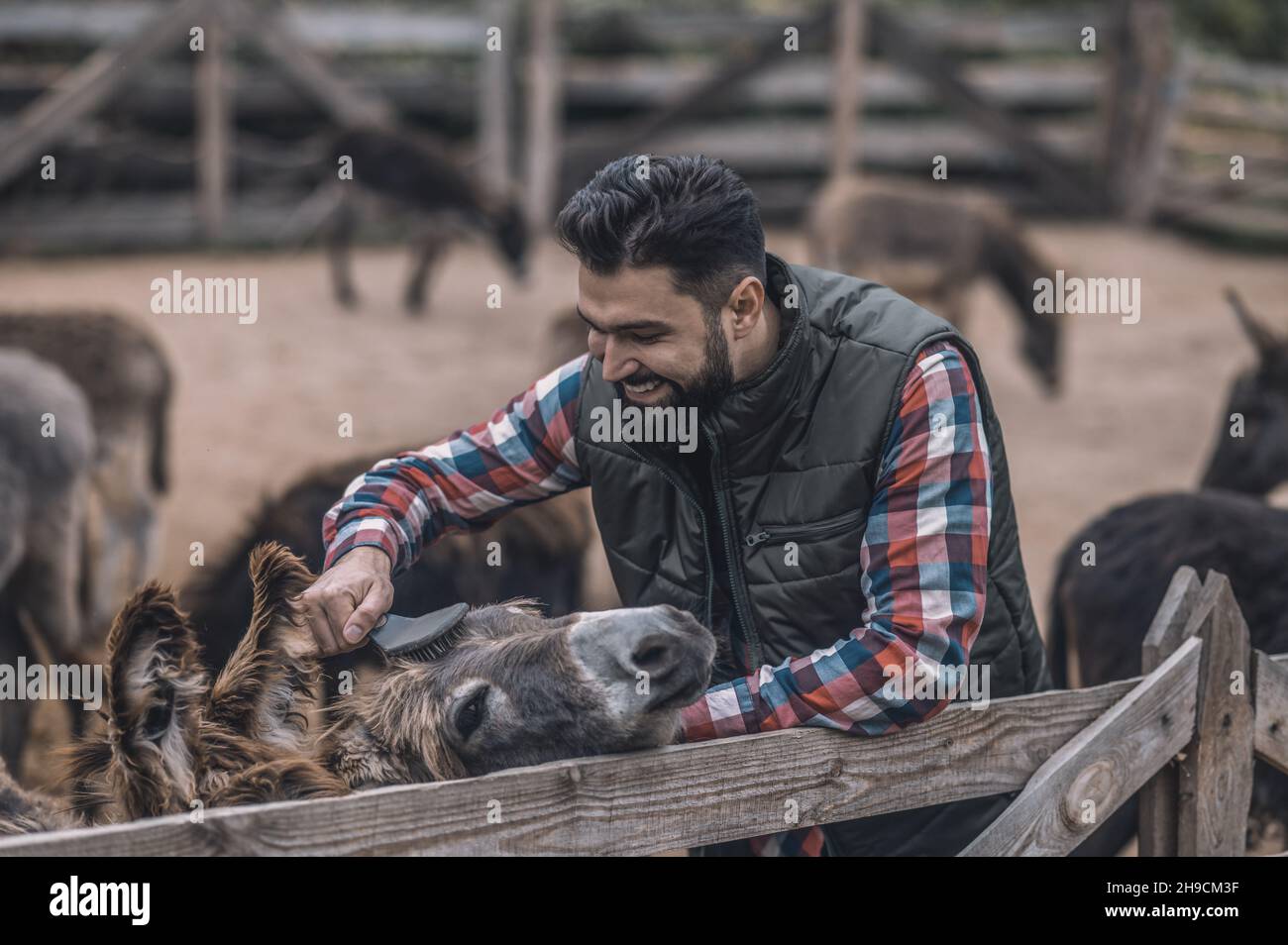Farmer and his flock on a cattle-farm Stock Photo - Alamy