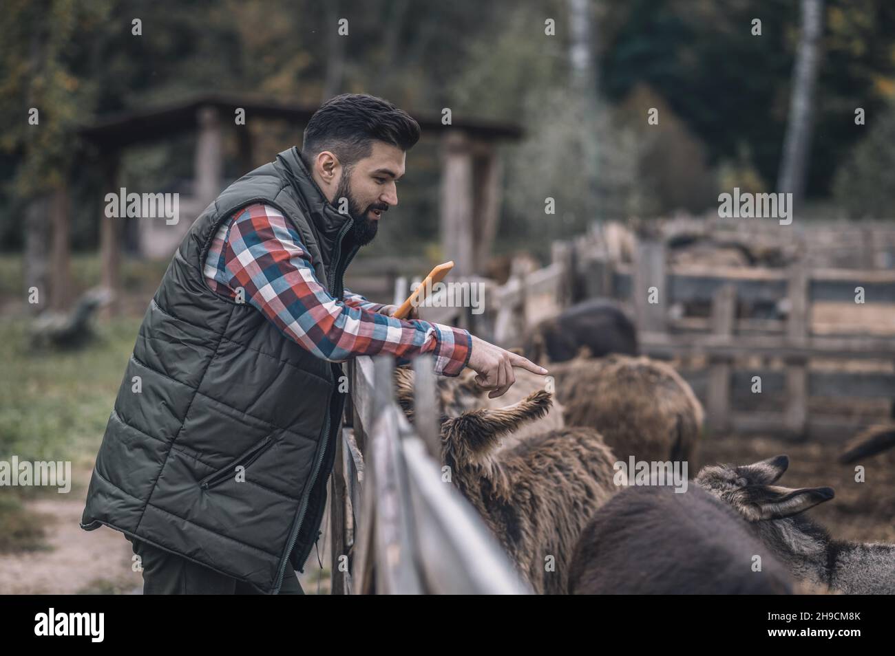 Man grooming cattle hi-res stock photography and images - Alamy