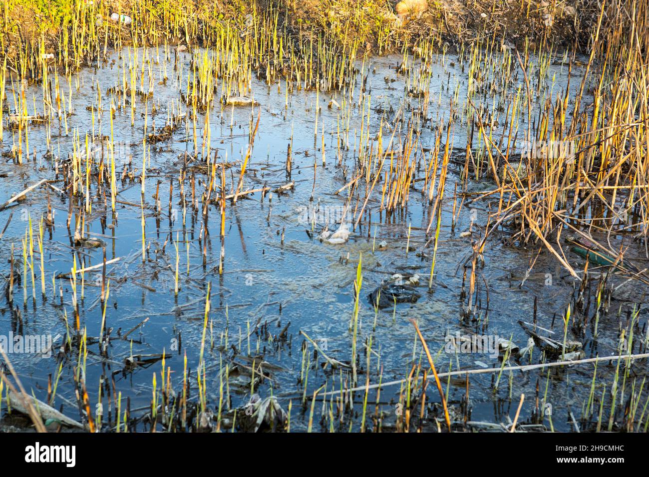Dirty water. Ecological catastrophe, the river is polluted with rubbish ...