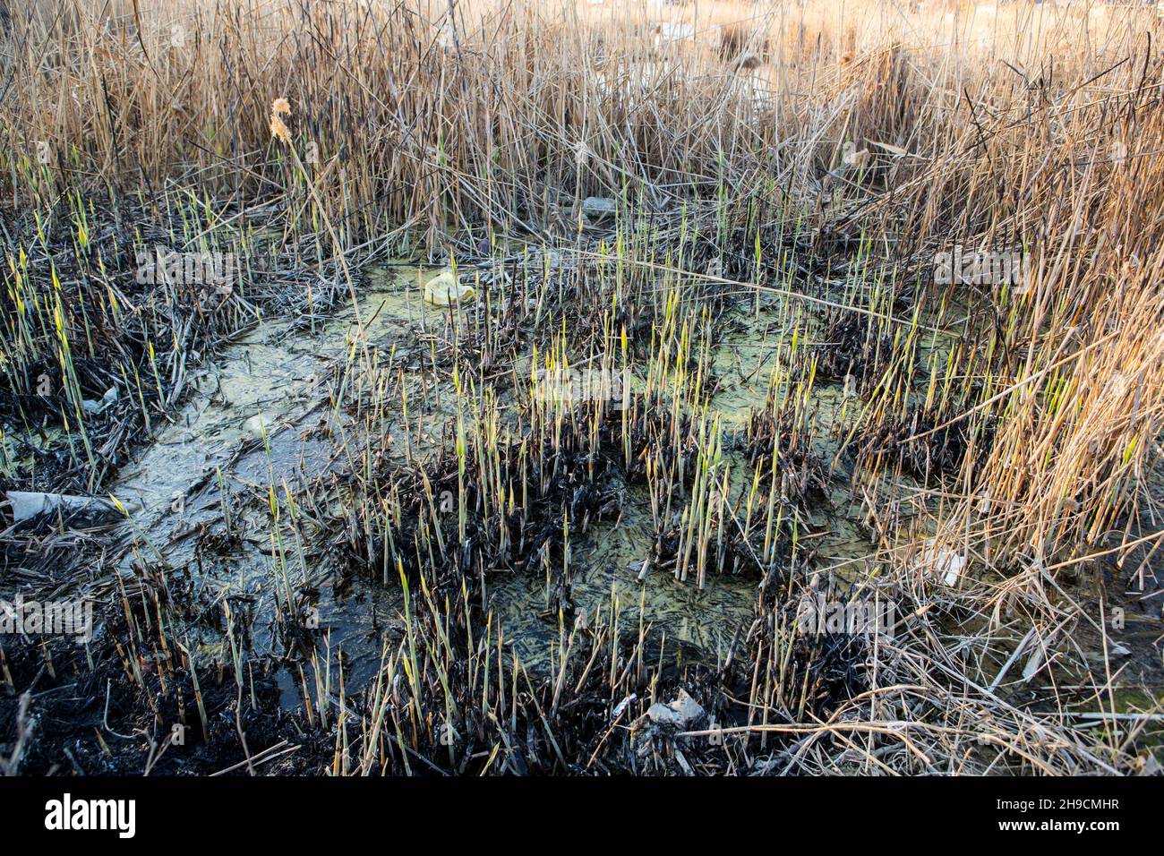 Dirty water. Ecological catastrophe, the river is polluted with rubbish ...