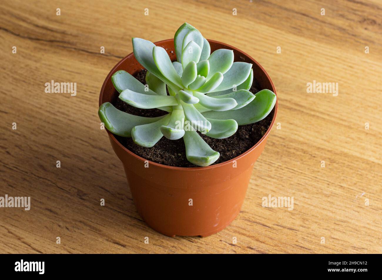 Indoor gardening with succulents and other small indoor plants Stock ...