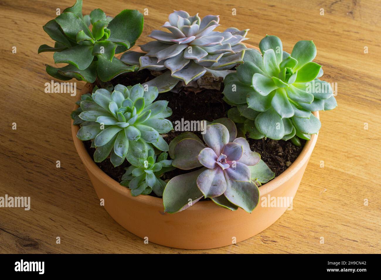 Small indoor plants hi-res stock photography and images - Alamy