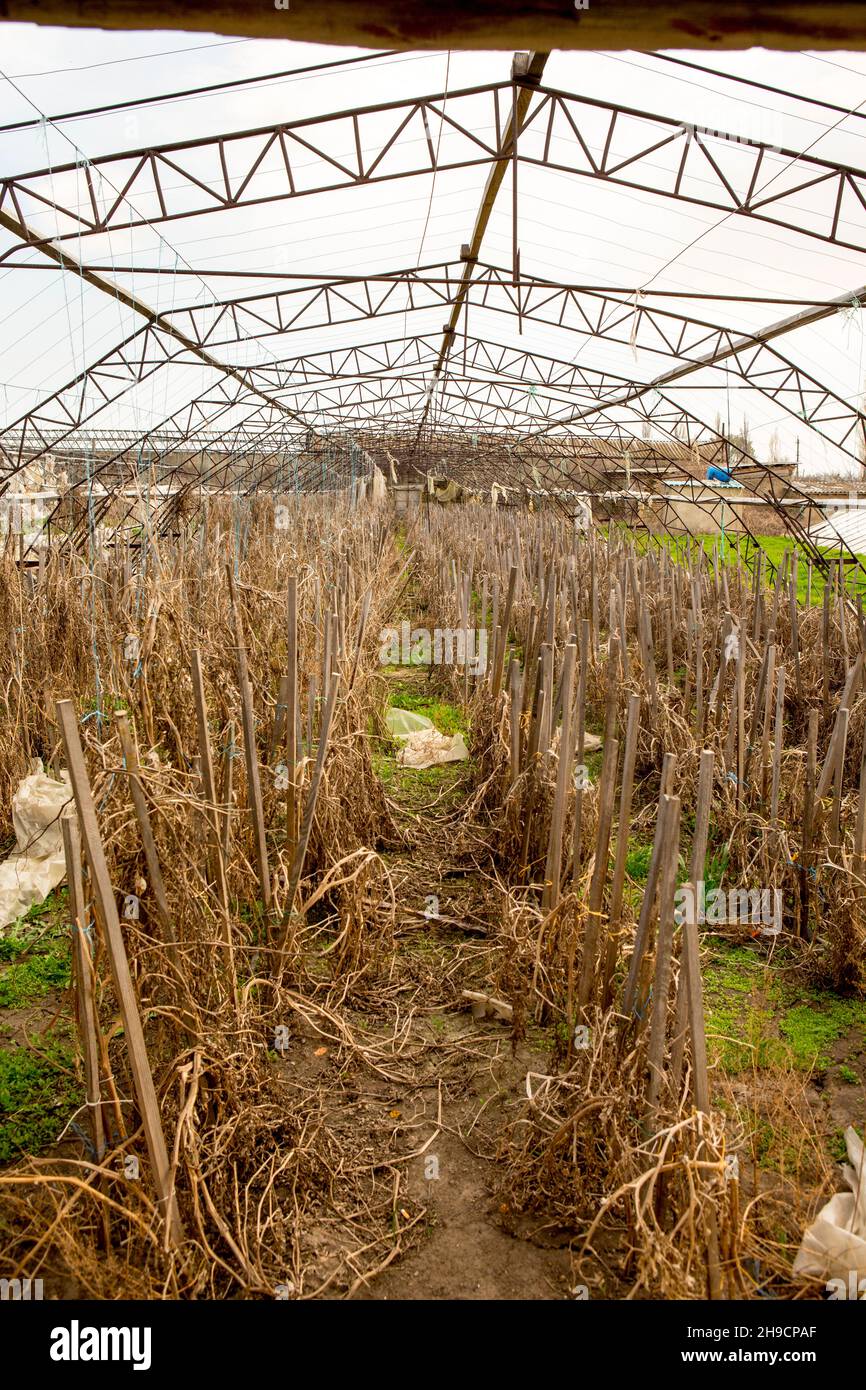 Greenhouse gardening disaster hi-res stock photography and images - Alamy