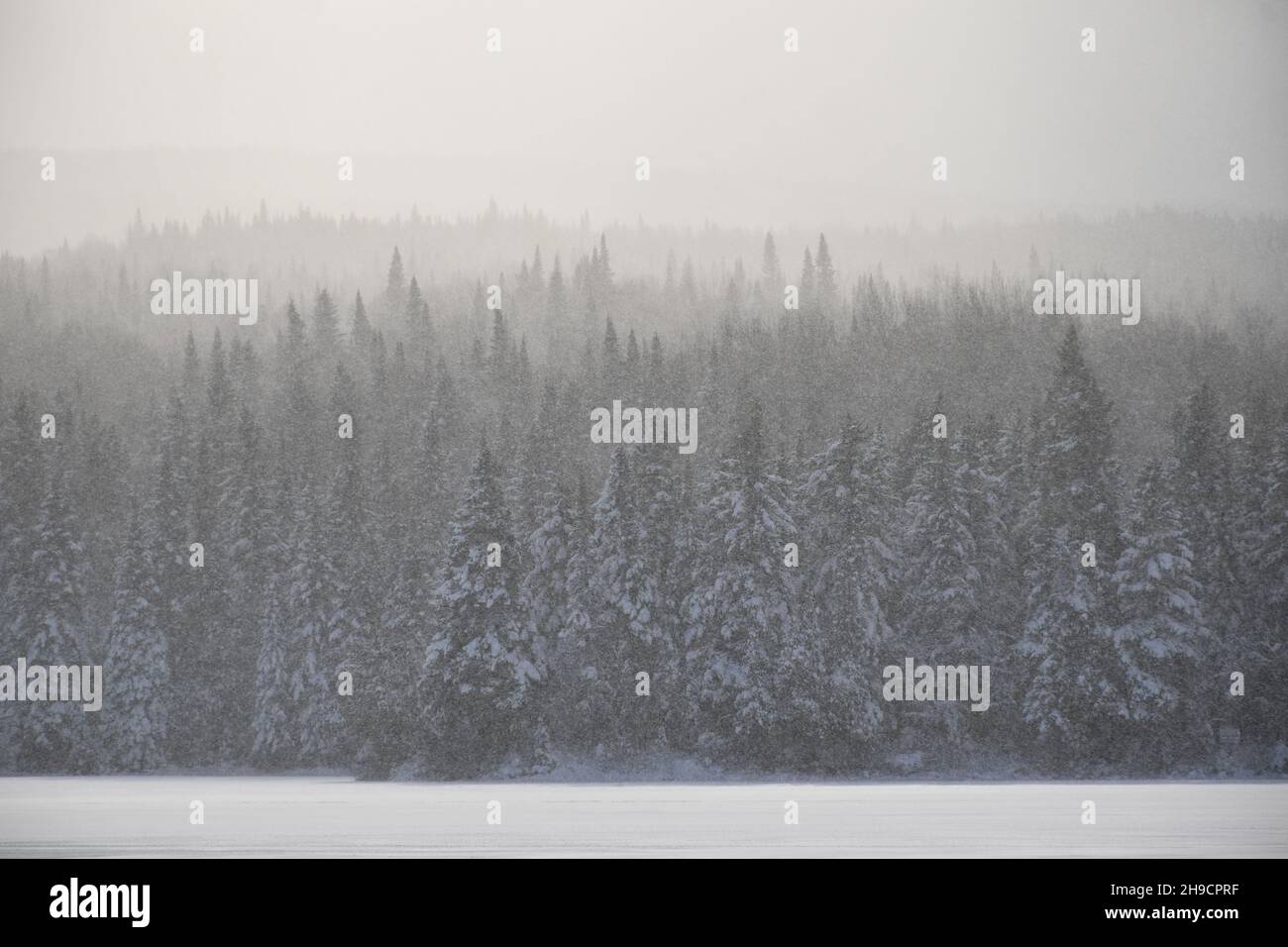 Snow foret hi-res stock photography and images - Alamy