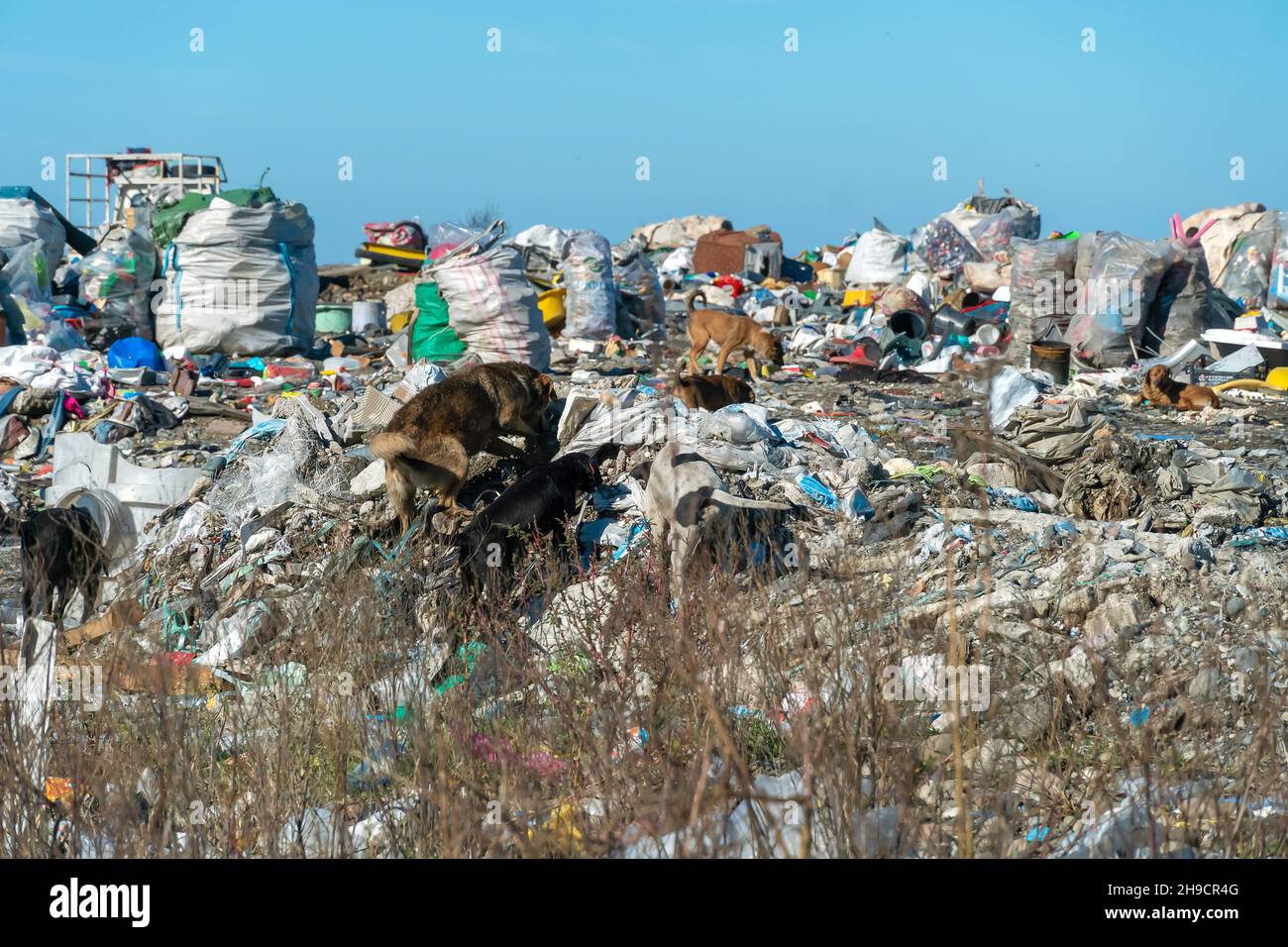 Dogs rummage through piles of garbage in a huge landfill on a sunny day. Concept of ecology ...