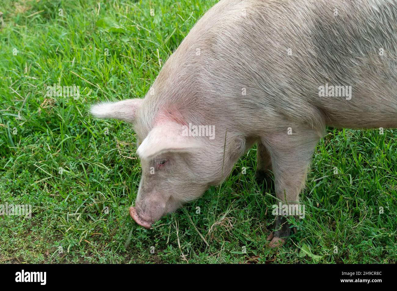 Close-up of a big pig eating grass. Agriculture, farming, pig breeding ...