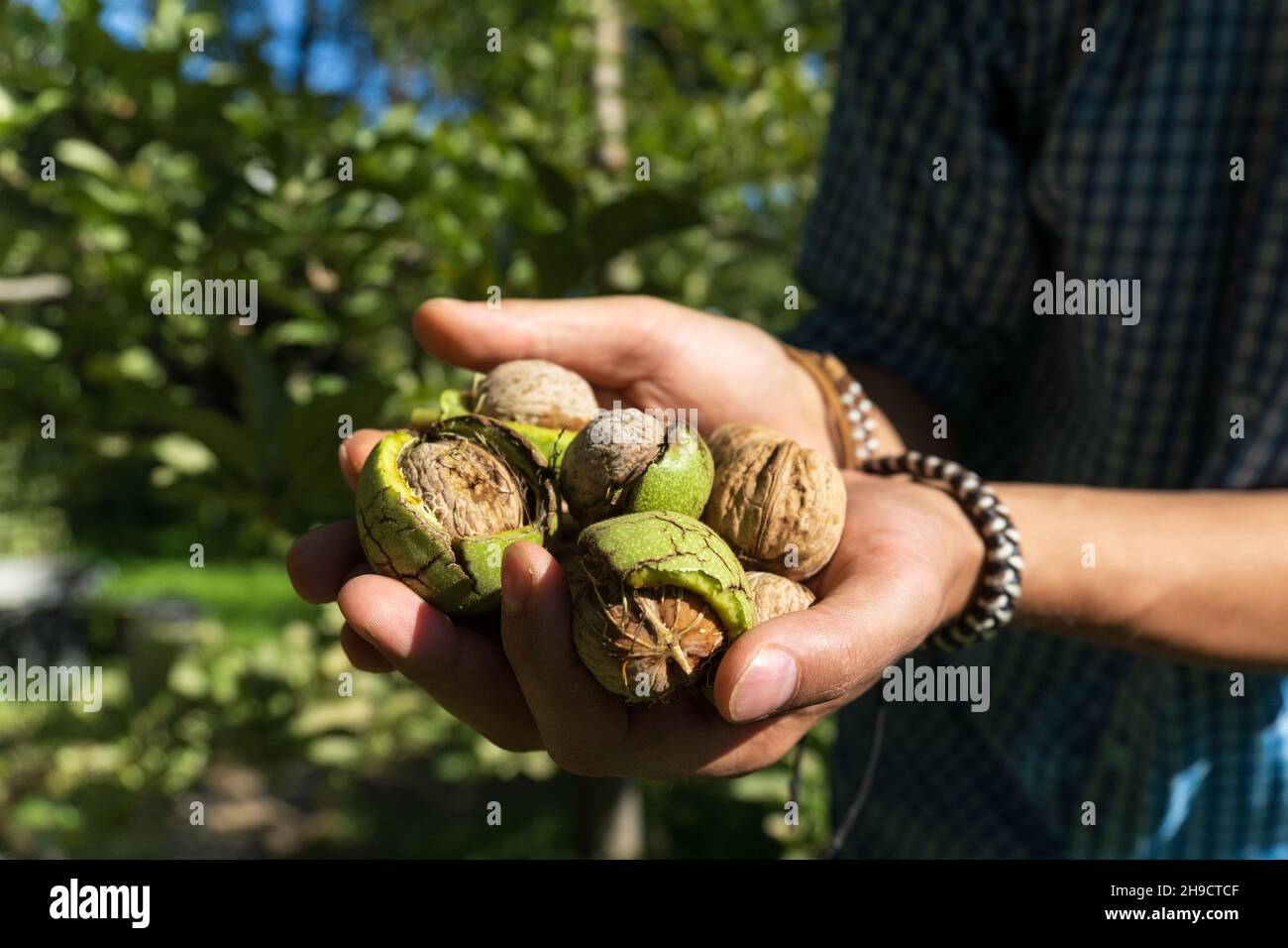Green ripe walnut in hand. Fruits of a walnut. Raw walnuts in a green ...