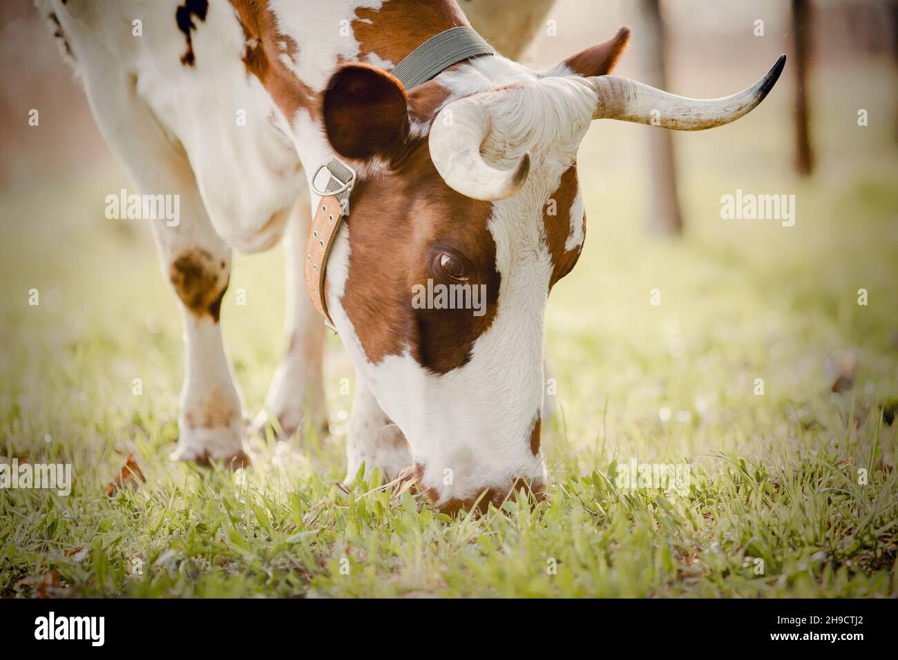 Portrait of a horned spotted cow. Portrait of a bull. A herd of cows is ...