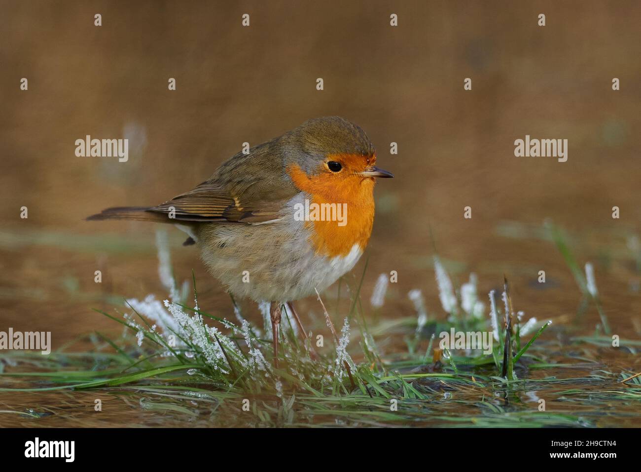 European robin in its natural habitat in Denmark Stock Photo - Alamy